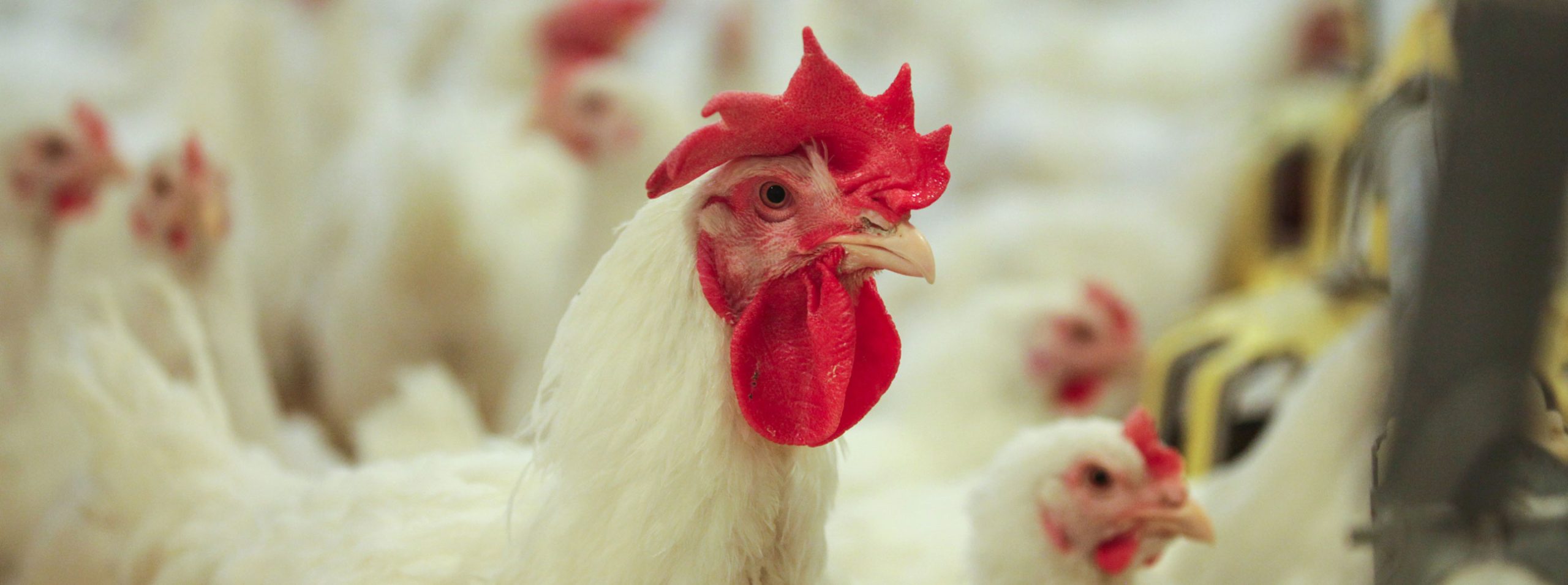 The story of Top Choice Poultry - Top Choice Poultry