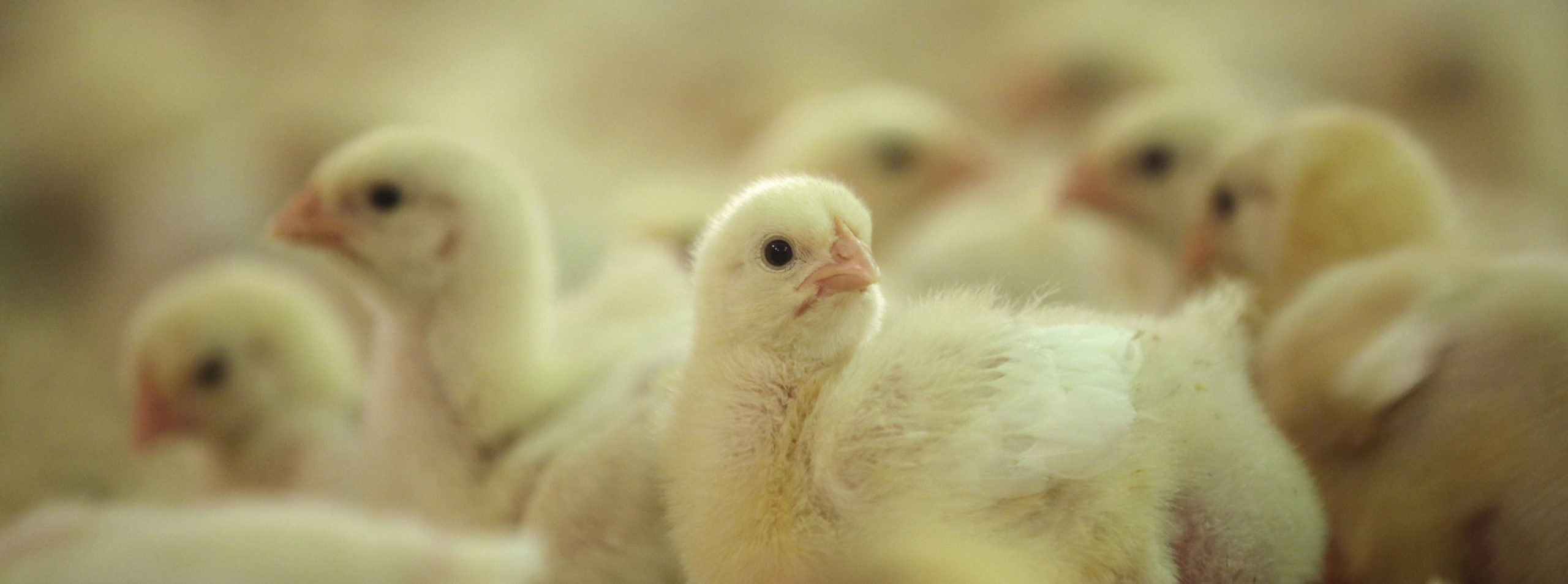 Raised without antibiotics - Top Choice Poultry